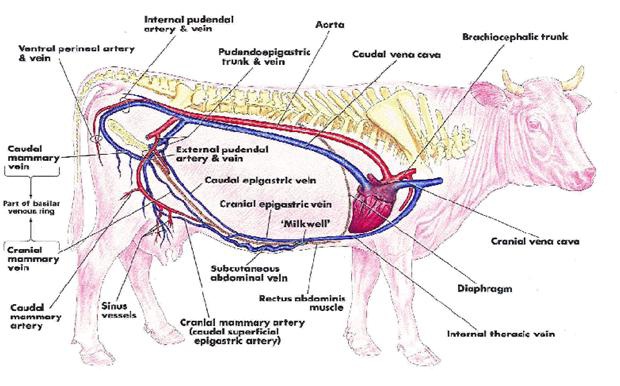 BIENVENIDOS A FISIOLOGIA DEL SISTEMA CIRCULATORIO: LAS VENAS