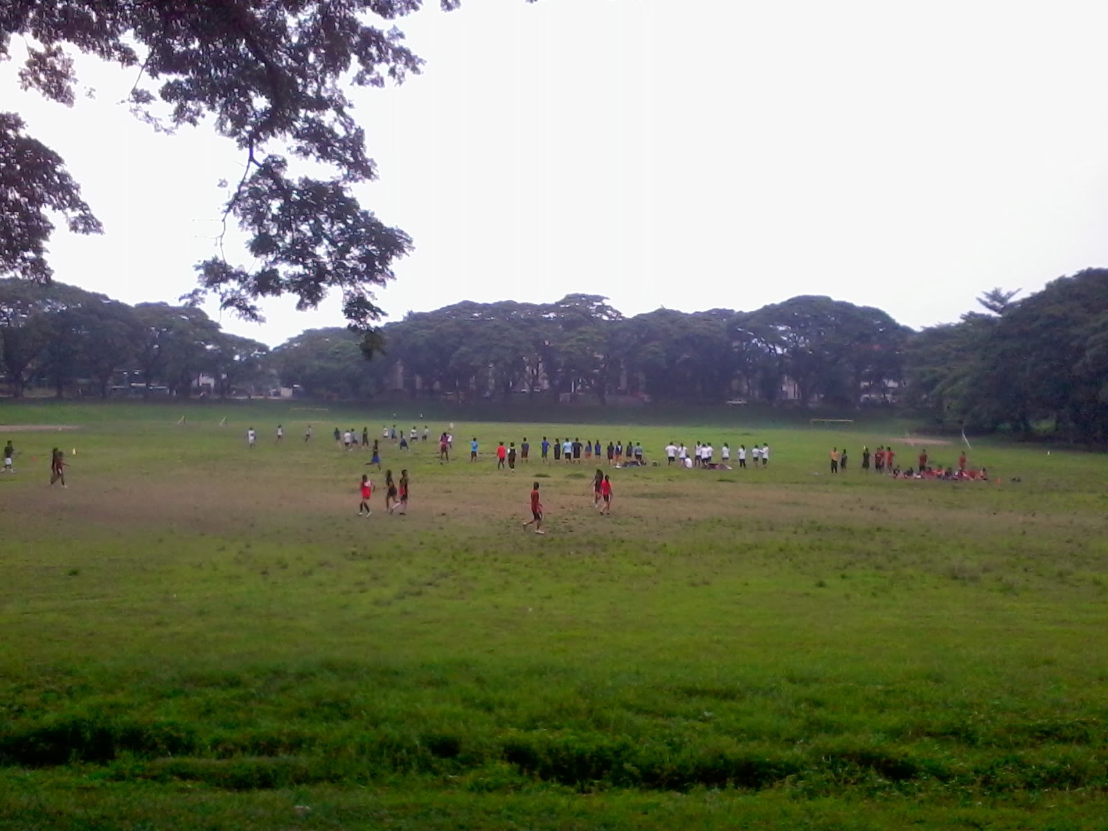 Travel and Tourism: UP Diliman's Trees, Sunken Garden