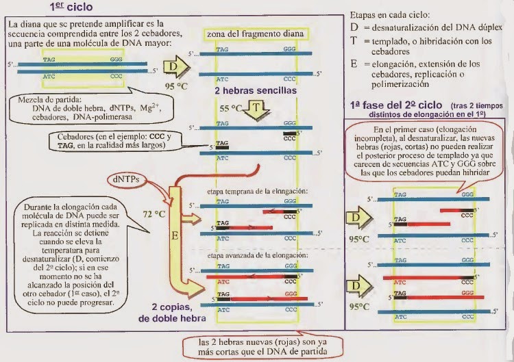 Apuntes de Biotecnología: ¿Cómo funciona el PCR?