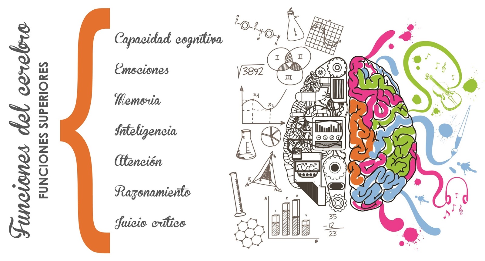 NEUROCIENCIAS DE LA CONDUCTA: Bases de las Neurociencias