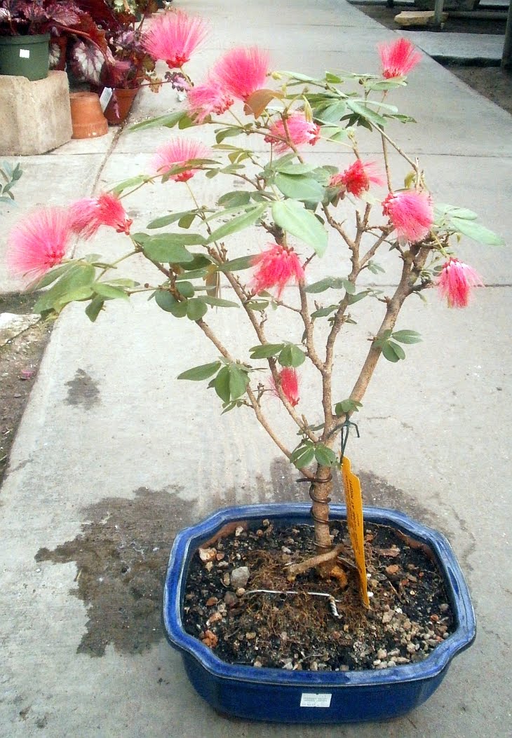 Plants are the Strangest People: 3/4/12 - 3/11/12