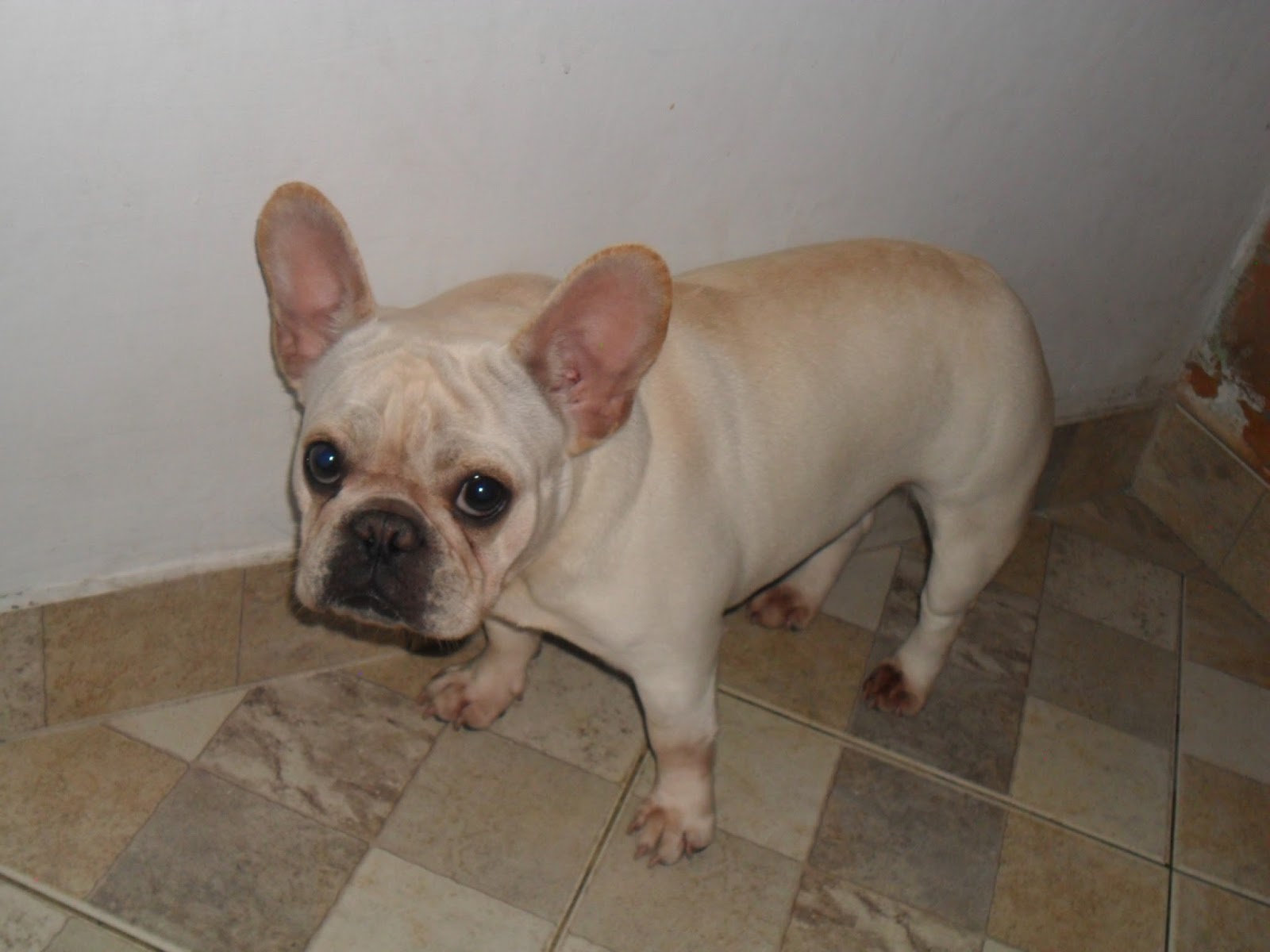 Lo mejor del Bulldog Frances: BULLDOG FRANCES barcino inverso