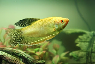 Gambar Ikan Sepat siam | Dunia Binatang