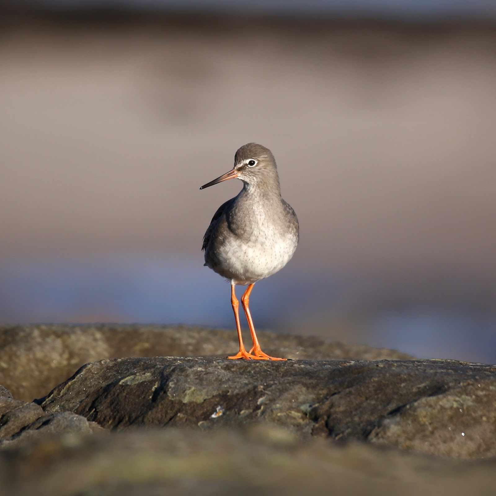 TrogTrogBlog: Bird of the week - Redshank