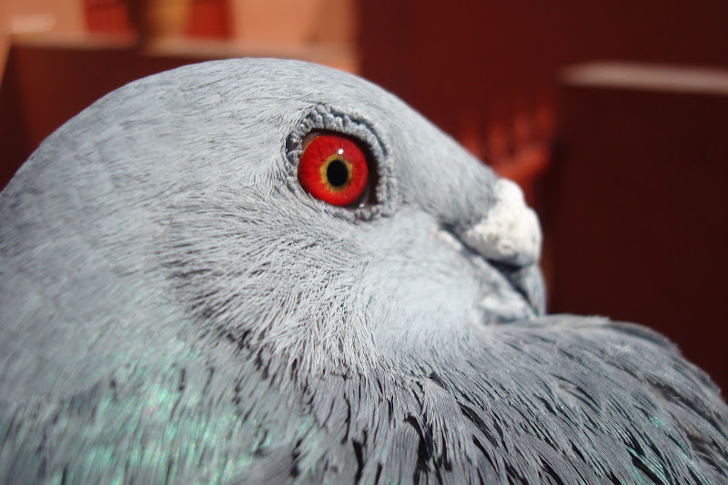 JOSE ANTONIO: LA ORNITOSIS