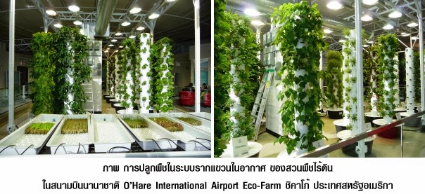 ZEN HYDROPONICS: การปลูกพืชระบบรากแขวน (Aeroponics Culture)