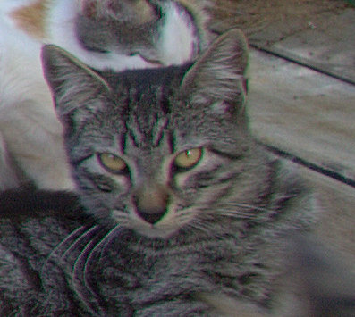 Adopta a tu gato: Humo: Adoptado