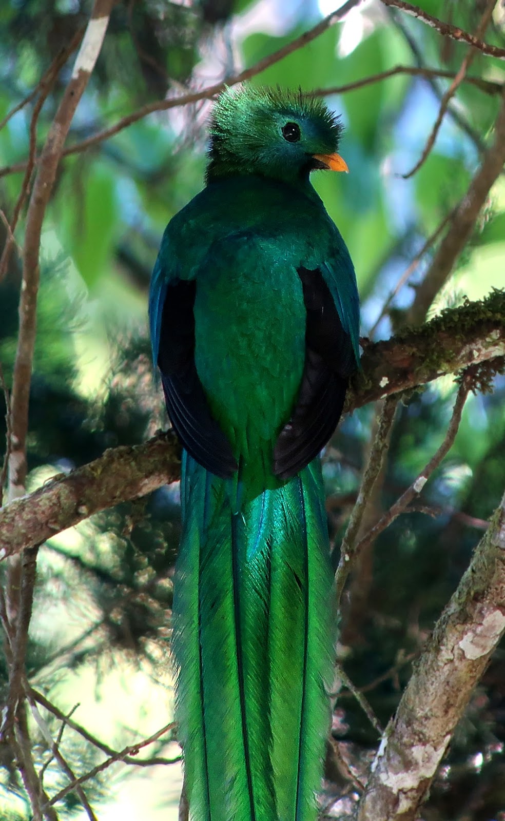 Birding Cloudbridge: Quetzals around camp