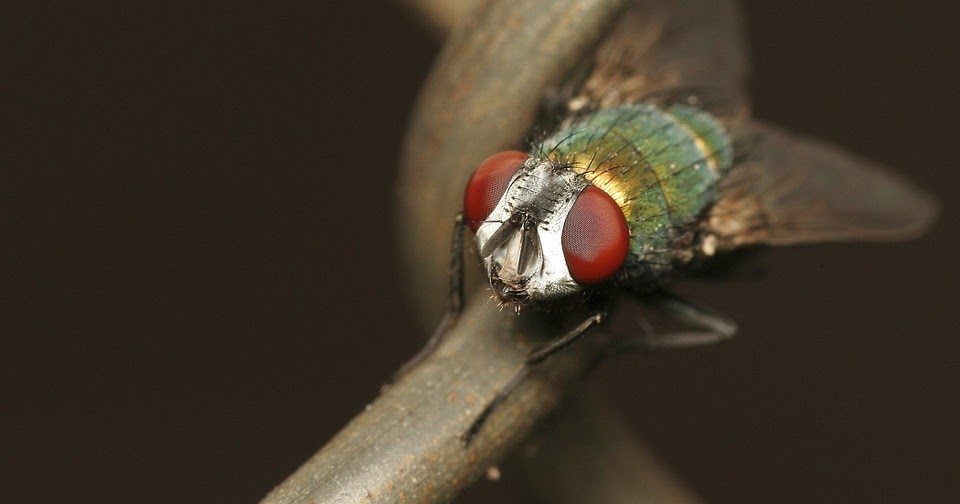 Kulturang Pinoy: Ang Alamat ng Langaw