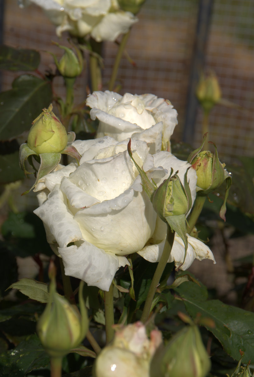 Organic Garden Dreams: April Roses