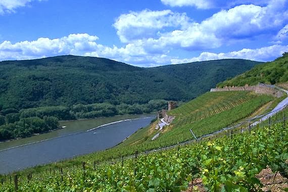 The World of Wine Review: Unit 6 - Day 1: The Mosel and Rheingau