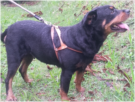 Animais para Adoção - SP: Conheça Pandora, uma linda rottweiler que ...