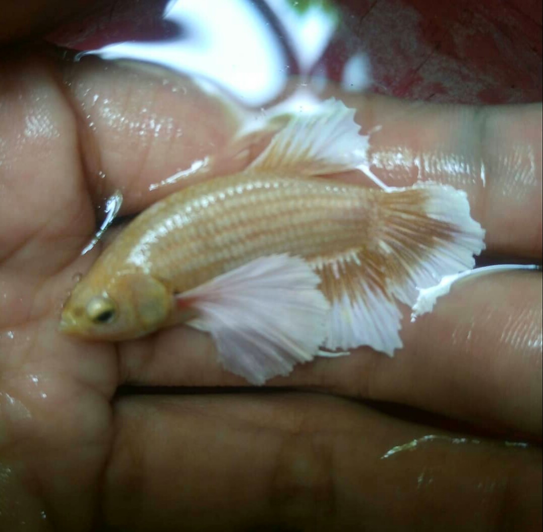 Mengulas Ikan Cupang Dumbo Ear (Kuping Gajah) Jenis Halfmoon Dan Plakat ...