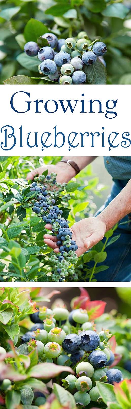 Learn How to Grow Blueberries - Pinterest Gardening