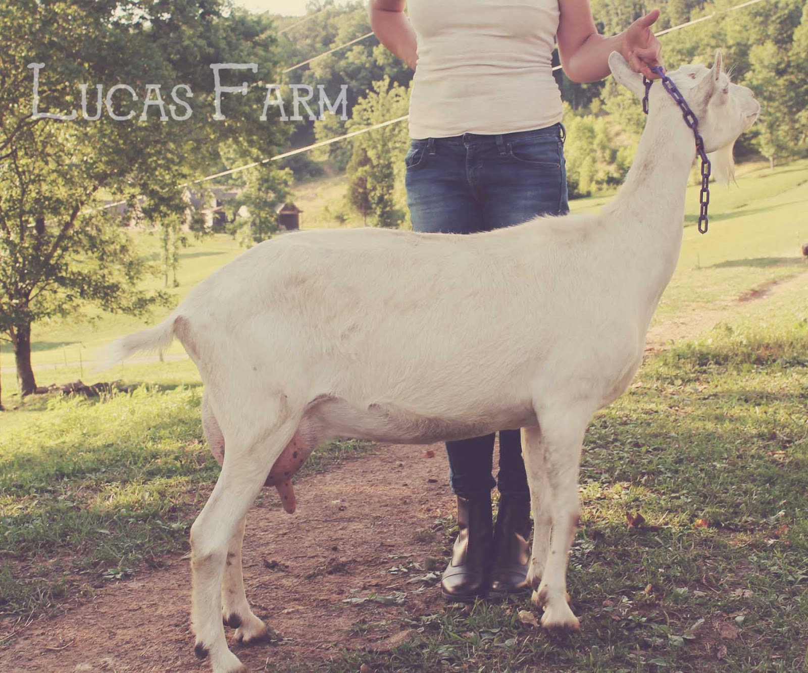 The Proper Weight for a Dairy Goat