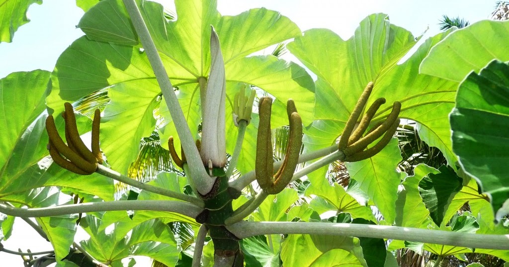 Seattle Garden & Fruit Adventures: I want this gummy worm fruit ...