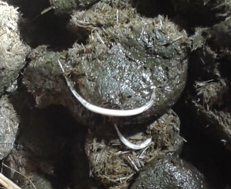 Pinworm Larvae NAZARENE ISRAEL FAITH, TORAH TREASURE TROVE NETZARIM