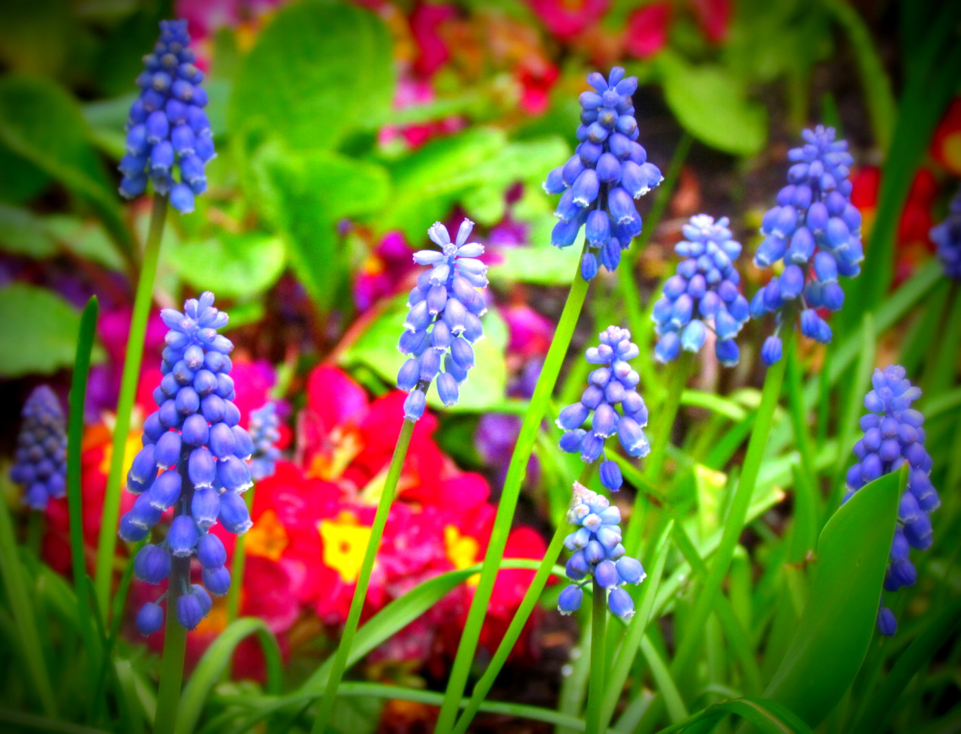 Learn To Grow: Spring flowers Slideshow Video, Giant indoor Avocado tree!