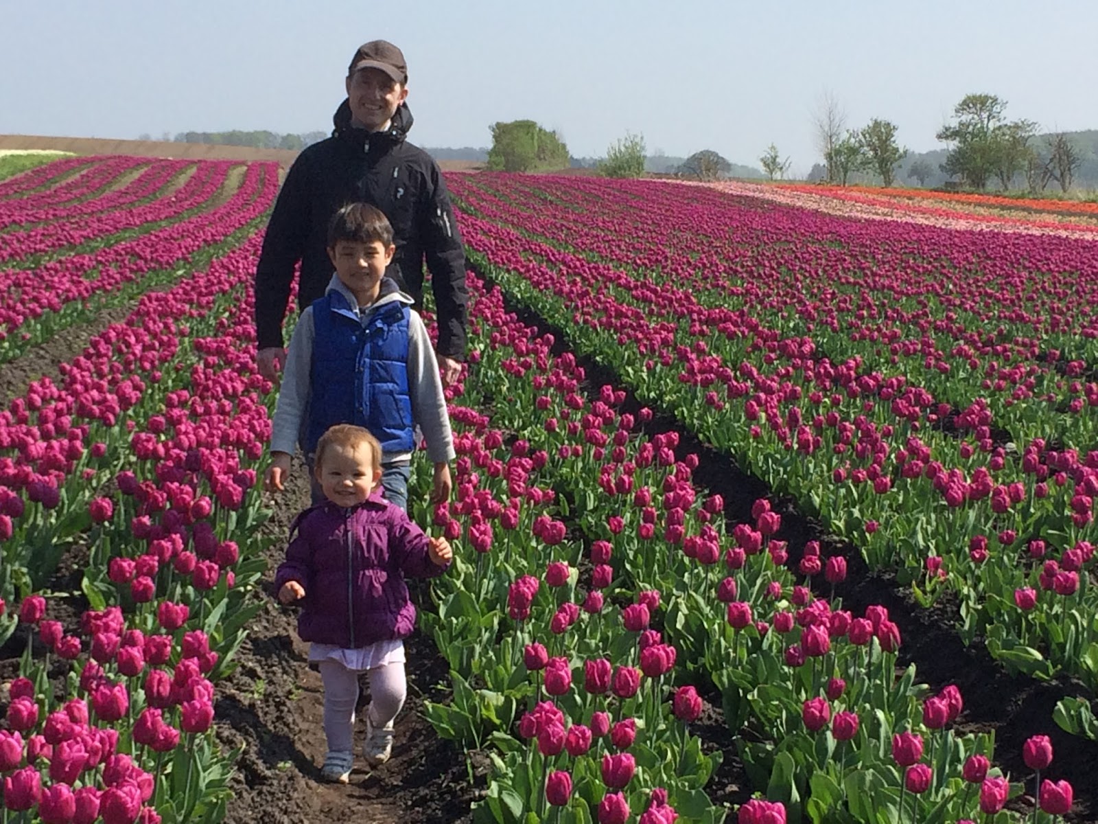 Family FECS: Blooming Tulip Fields in Denmark