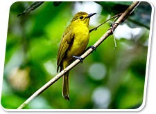 Munnar Holidays: THATTEKADU BIRD SANCTUARY - MUNNAR