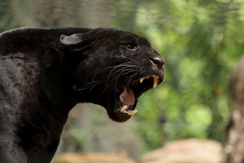 Photo Club MIST: Léopard noir