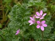 Herbs-Treat and Taste: STORK'S BILL, EDIBLE AND MEDICINAL: HEALTH ...