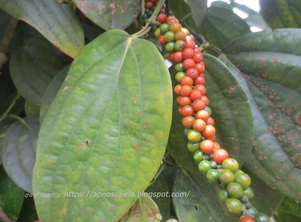 ගම්මිරිස් [Gammiris] (Piper nigrum) ~ අපේ ඔසුපැළ Medicinal Plants of ...