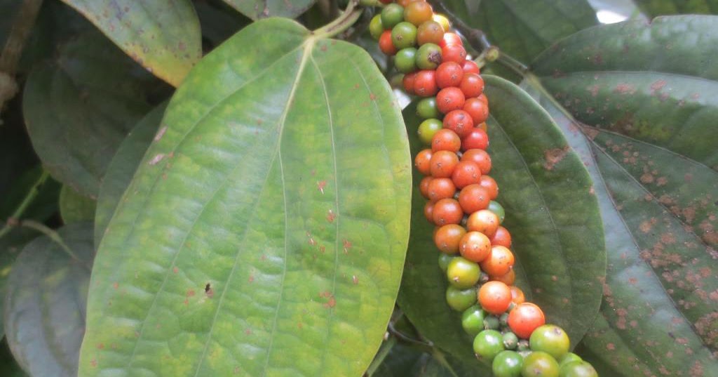 ගම්මිරිස් [Gammiris] (Piper nigrum) ~ අපේ ඔසුපැළ Medicinal Plants of ...