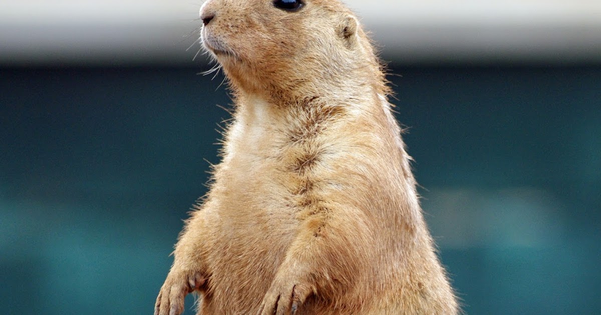 Erin's Blog: A Prairie Dog and a Meerkat