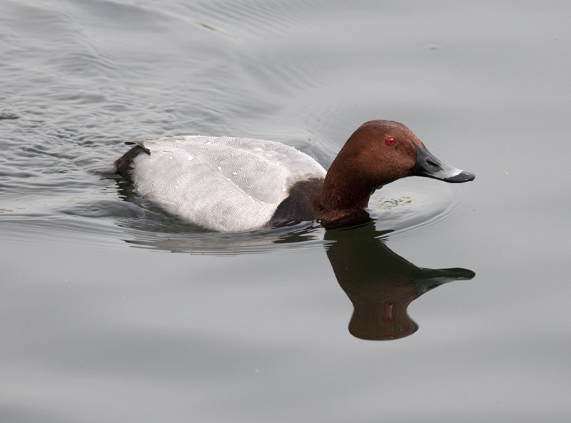 The wild side: Rye Meads under a cloud