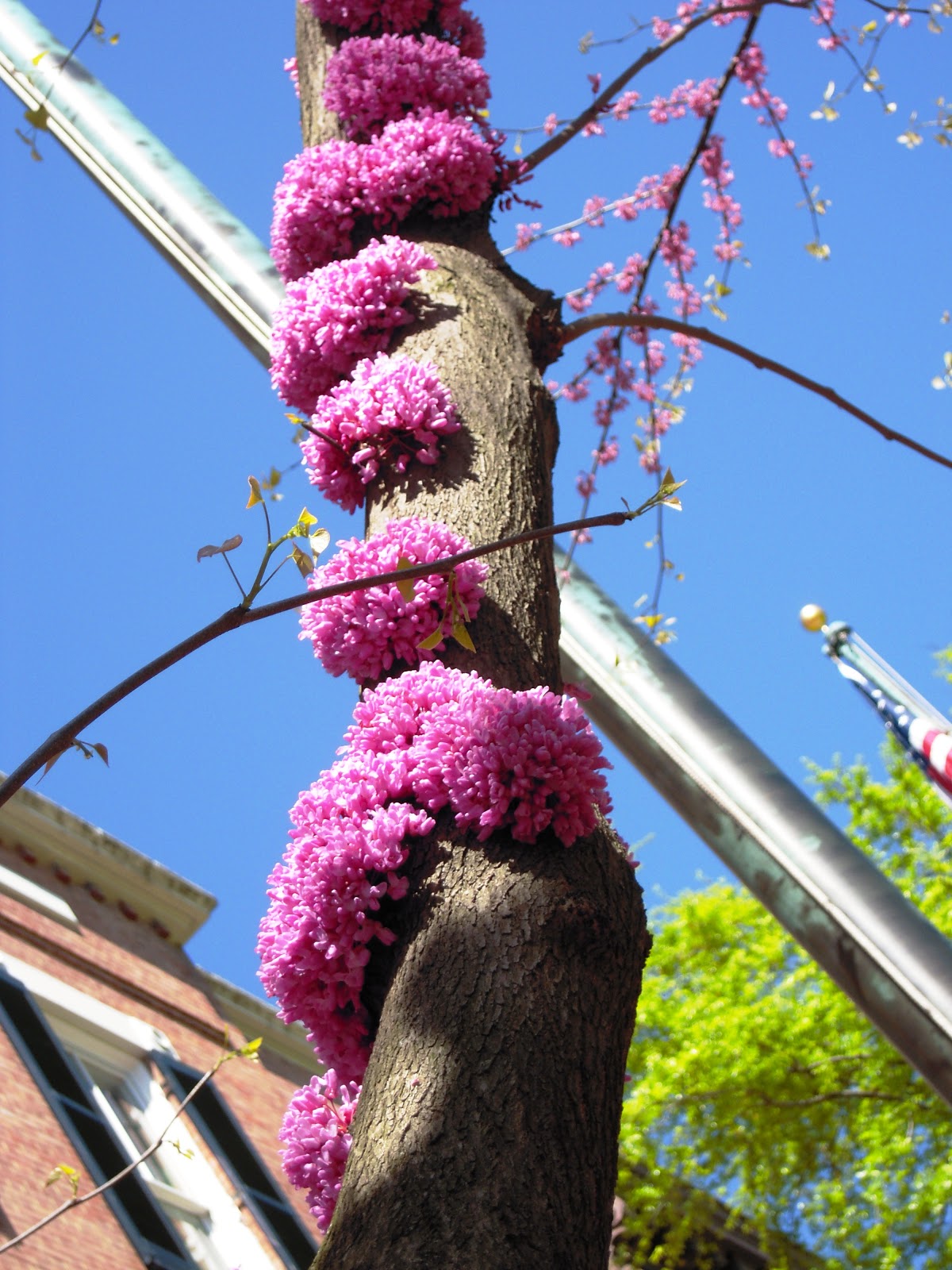 UMI & TSURU: Southern Rosebud Tree