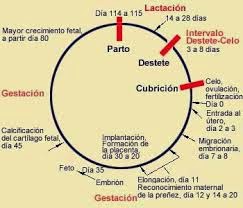 FISIOLOGÍA DE LA REPRODUCCIÓN EN CERDOS