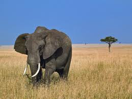 Nature & Culture: Elefante Da Savana