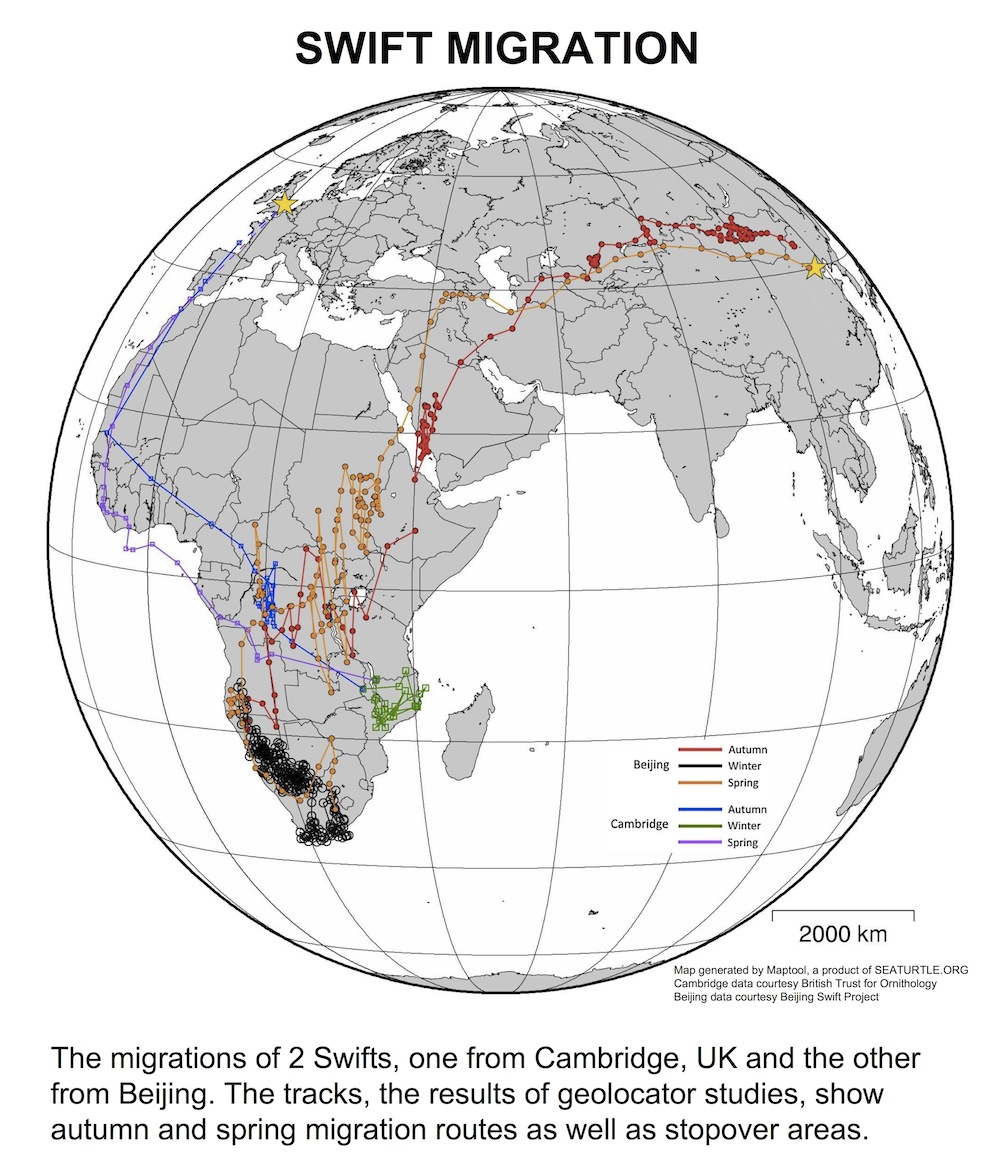 Action for Swifts: Birdfair 2015