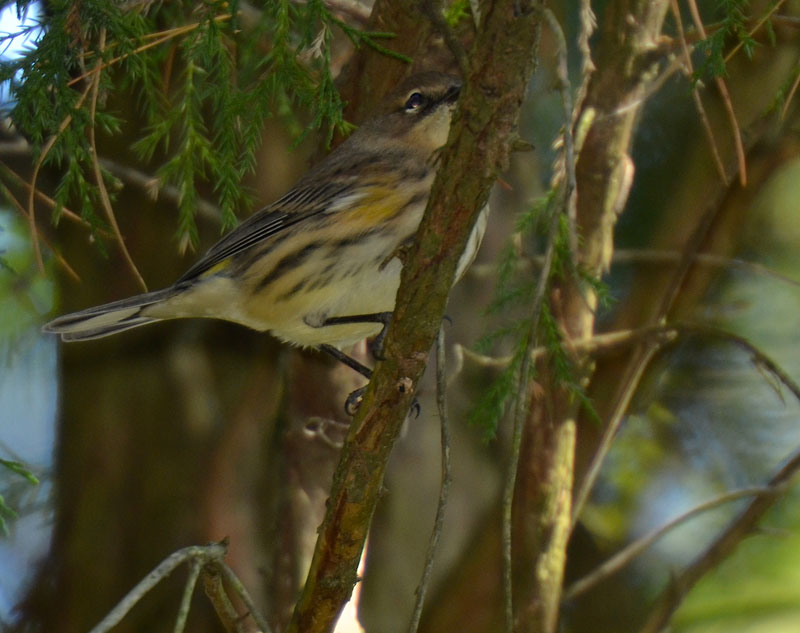 Red and the Peanut: Yellow-rumped Warblers at Fort Ancient