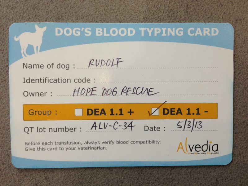 HOPE Dog Rescue: Help Save Oscar's Life