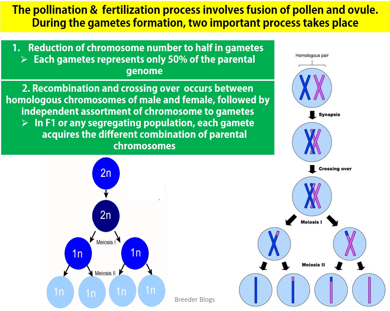 Breeder Blogs: Illustrative explanation of Genetics behind Marker ... Breeder Blogs: Illustrative explanation of Genetics behind Marker ...