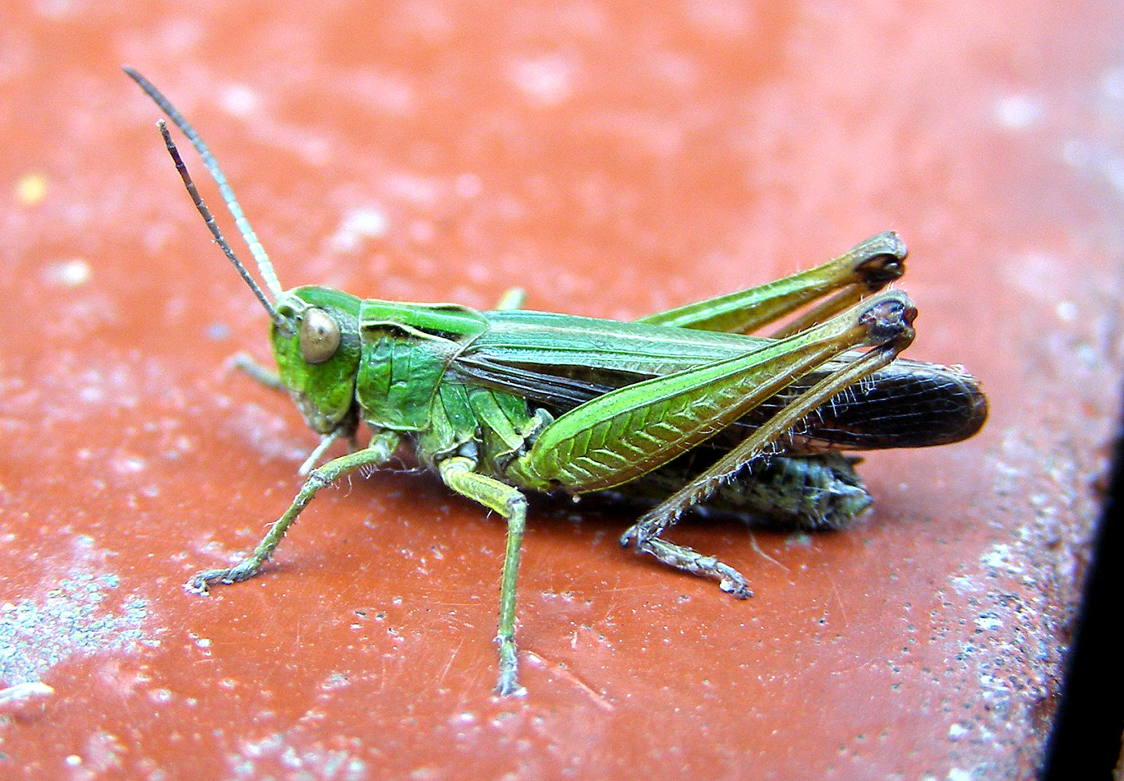 Random Jottings: Hopper