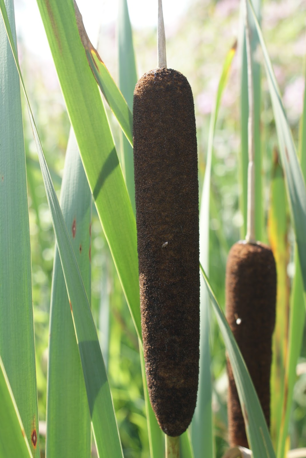 Kinver and Enville Flora and Fauna (SO88)