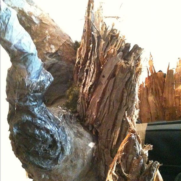 Ash Clarke: Admiral Fallow, the making of Tree Man