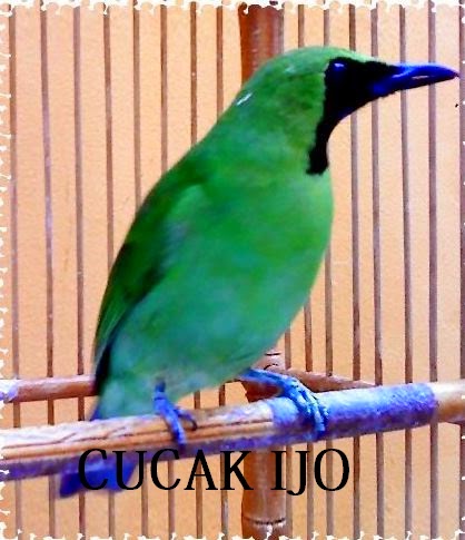 Burung Cucak Ijo | Kicau Burung Mania