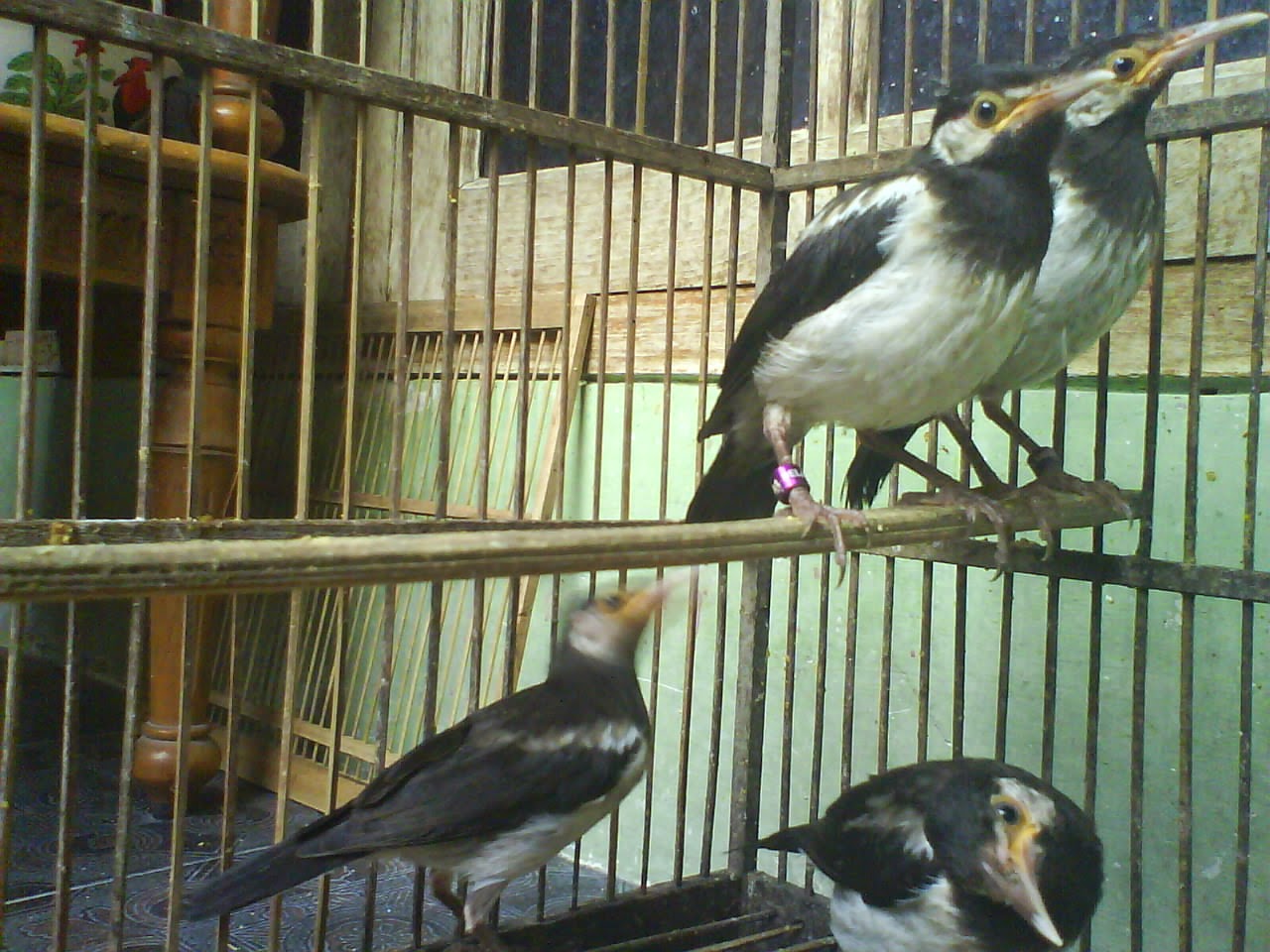 BERJALAK: GAMBAR BURUNG JALAK SUREN