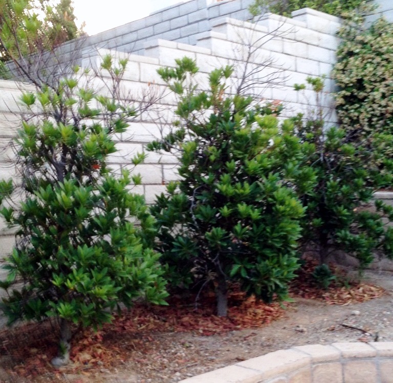 Japanese Blueberry Tree Hedge