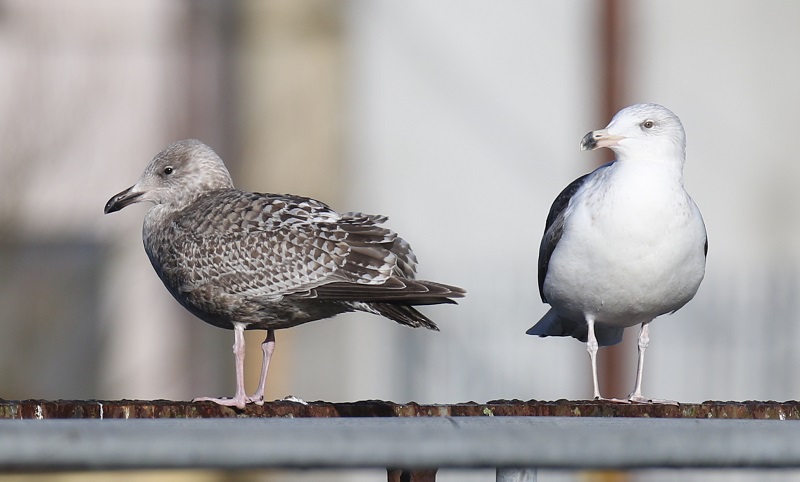 Murfs Wildlife : Northern Gull in Limerick