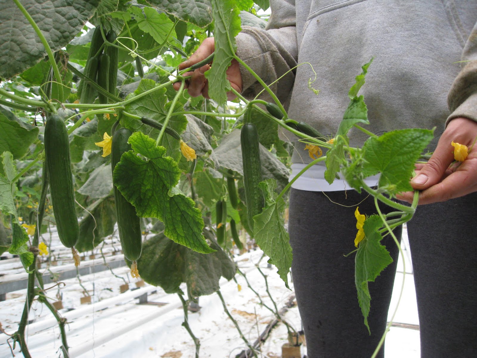 The Greenhouse Project: Twiddling and Pruning Mini Cucumbers
