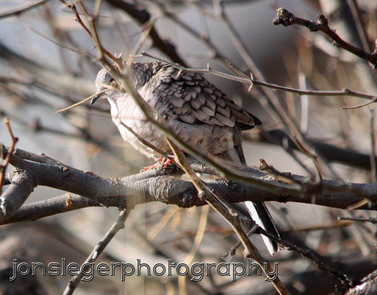 Northern Illinois Birder: Winter Birding in the San Pedro Riparian ...