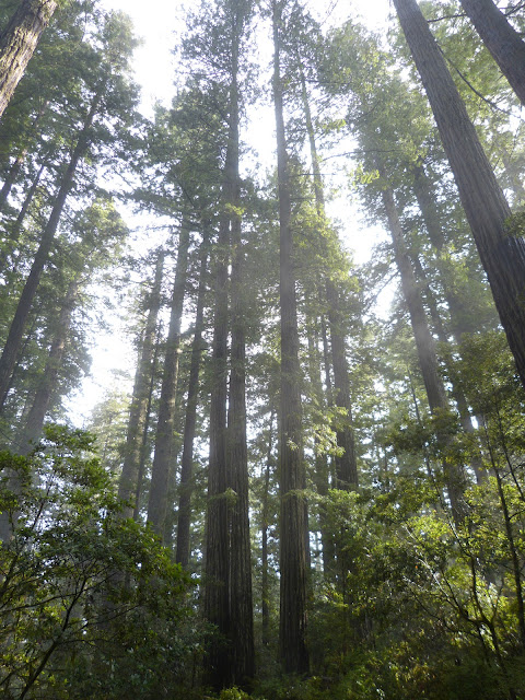 Sweet Home Sweden: Redwood National Park