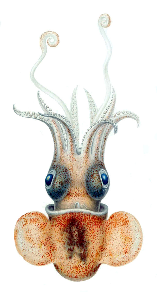 Real Monstrosities: Bobtail Squid