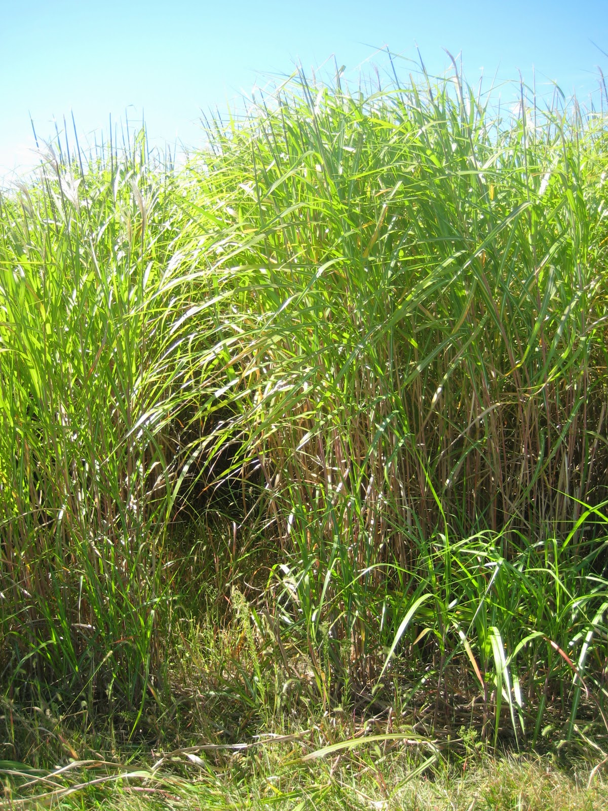 Miscanthus - JungleKey.fr Image #50