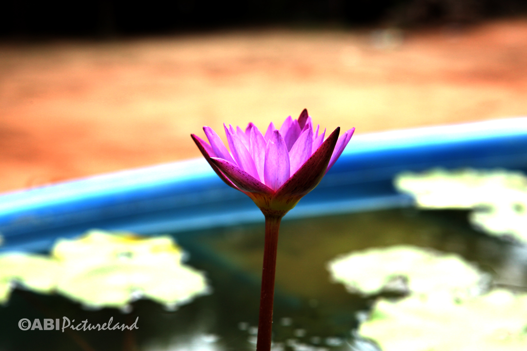 .: Blossoming Ambal (Nymphaea stellata)